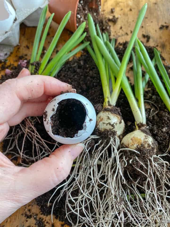 Easy DIY Eggshell Planters - Life is a Party