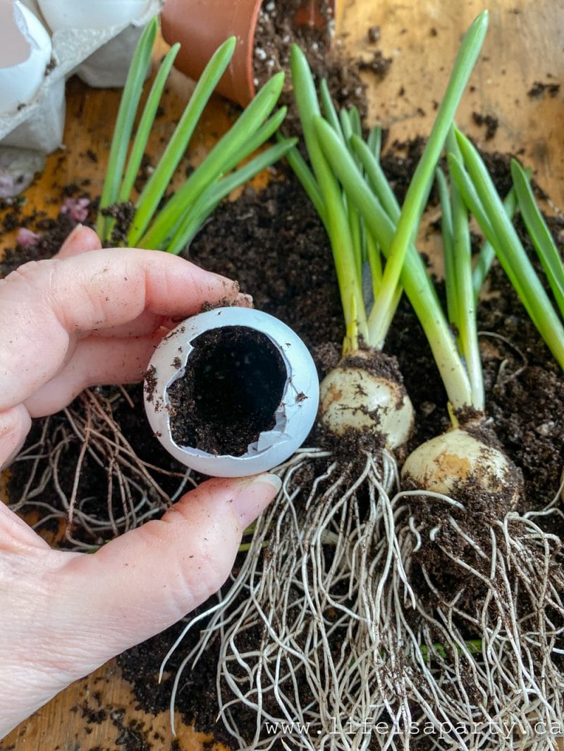 Easy DIY Eggshell Planters - Life is a Party