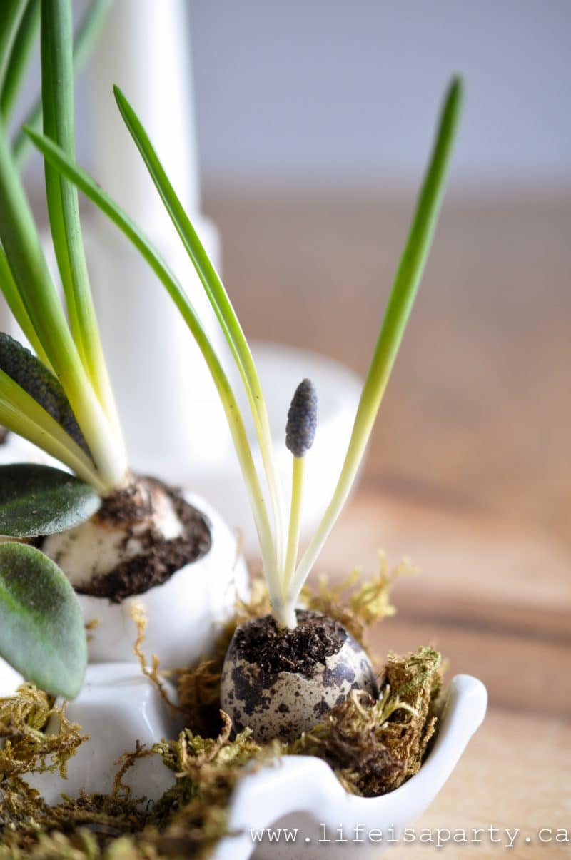 Easy DIY Eggshell Planters - Life is a Party