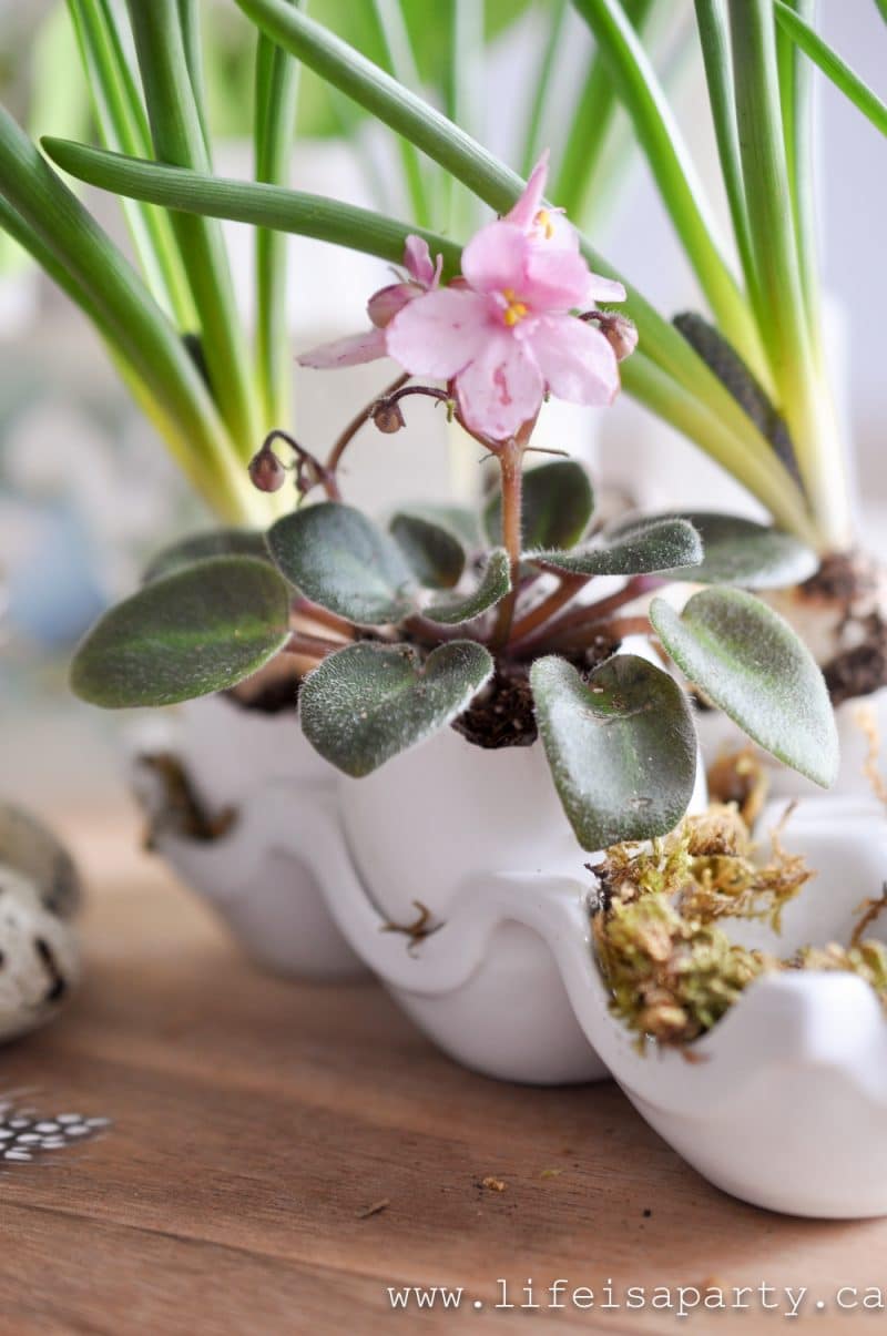 Easy DIY Eggshell Planters - Life is a Party