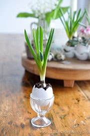 Easy DIY Eggshell Planters - Life is a Party