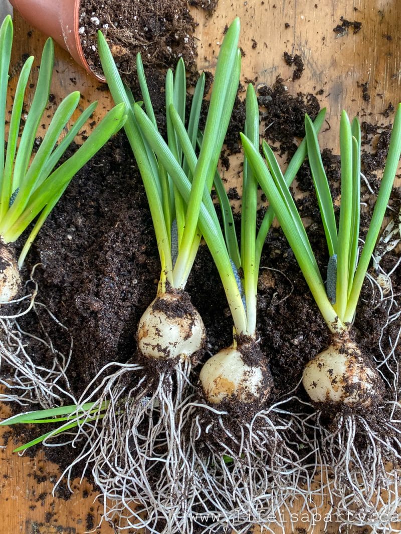 Easy DIY Eggshell Planters - Life is a Party